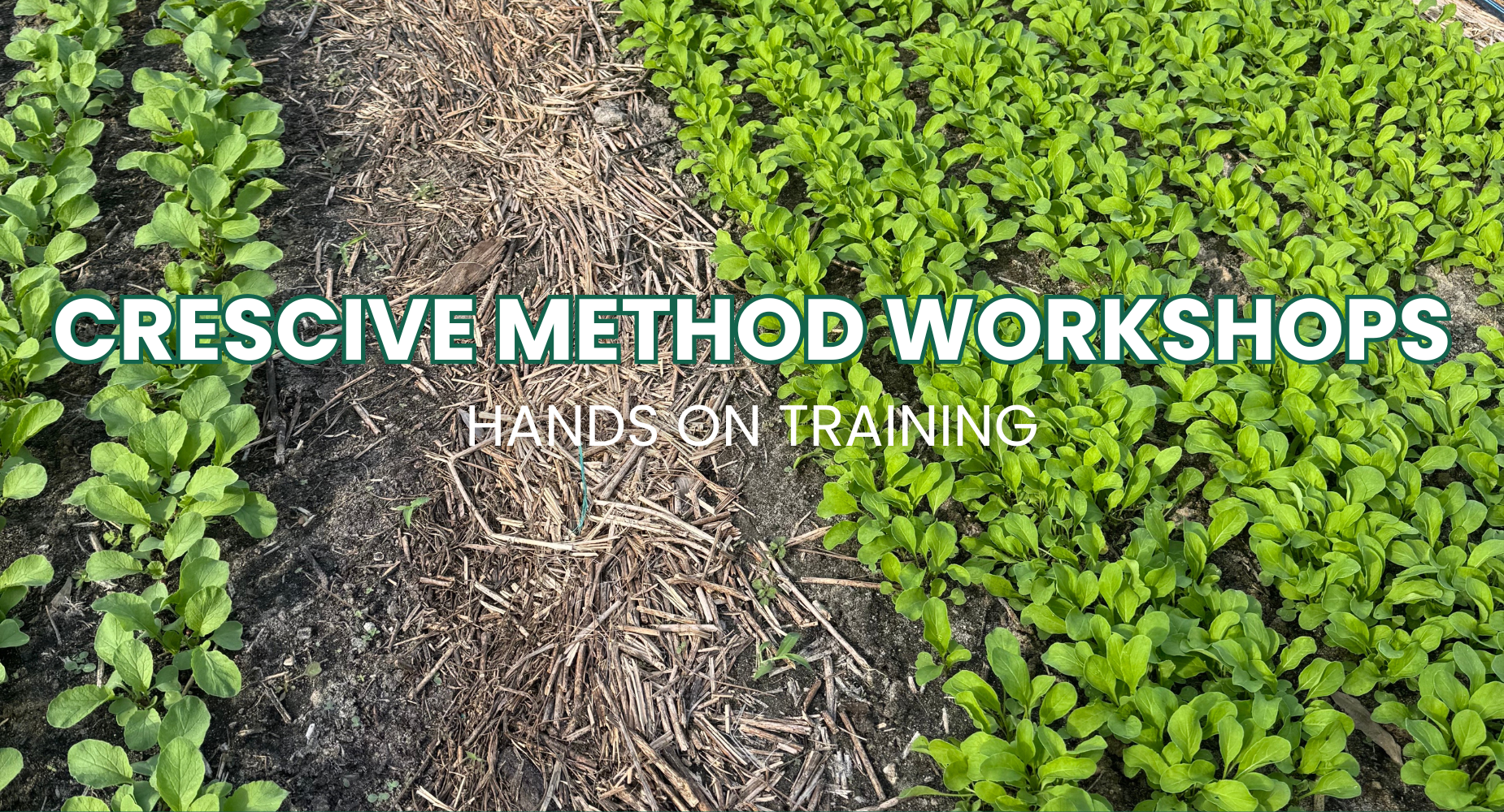 The Crescive Method Intensive Workshop – Crescive Soil